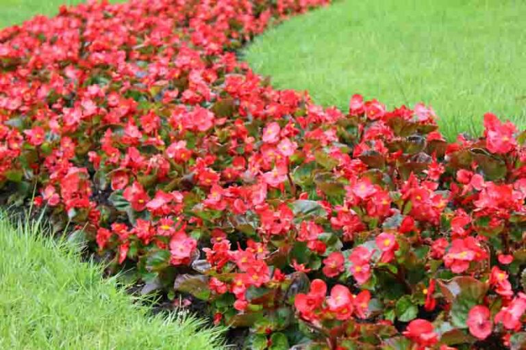 Wax Begonia (Begonia Semperflorens): All You Need To Know