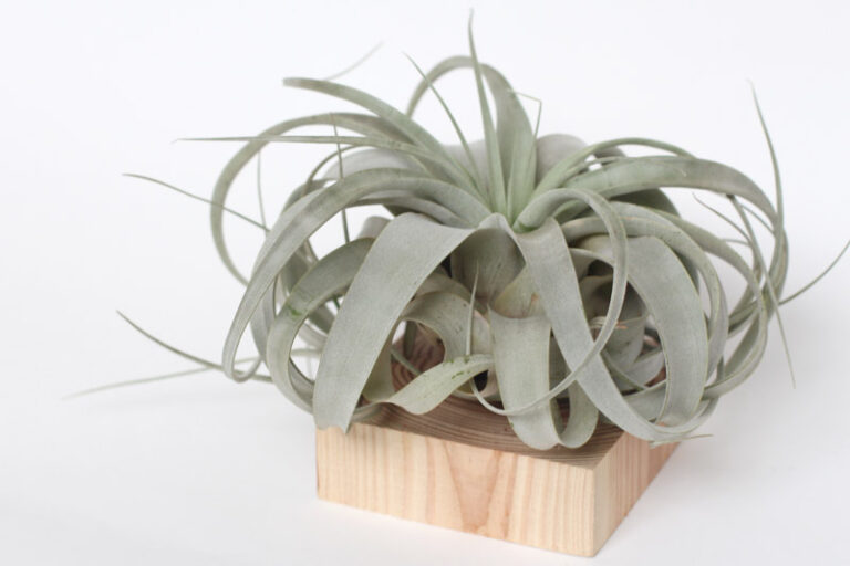 Air Plants - Tillandsia: All You Need To Know