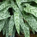 Calathea musaica (Mosaic Calathea): Care and Growing Guide