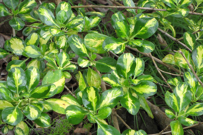 Coprosma repens (Mirror Plant): All You Need To Know
