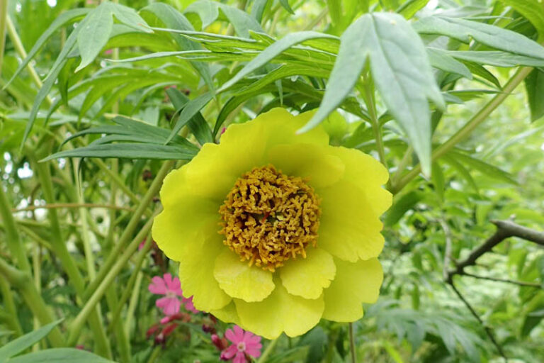 Paeonia delavayi lutea (Yellow Tree Peony): All You Need to Know