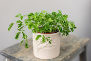 Sensitive Plant (Mimosa pudica): All You Need To Know