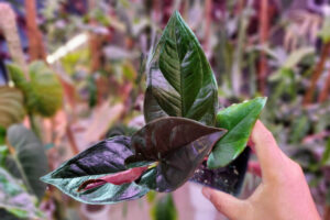 Syngonium erythrophyllum: All You Need To Know