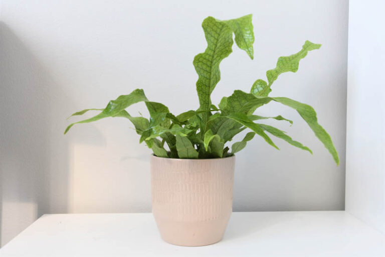 Crocodile Fern (Microsorum musifolium): All You Need To Know