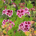 Pelargonium 'Mrs Pollock' (Zonal Geranium)
