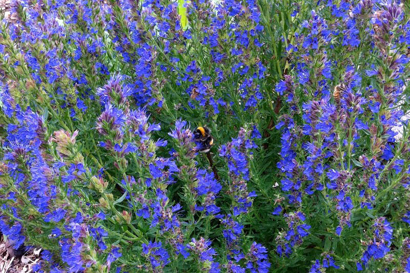 Hyssop (Hyssopus officinalis): All You Need To Know