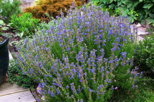 Hyssop (Hyssopus officinalis): All You Need To Know