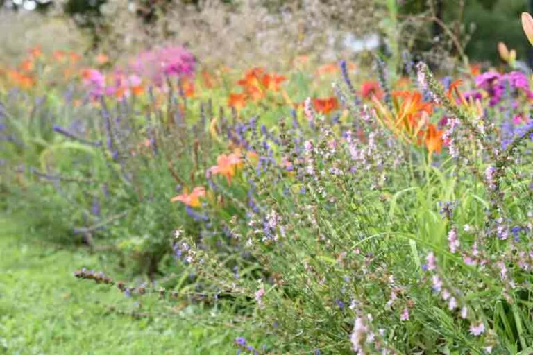 Hyssop (Hyssopus officinalis): All You Need To Know