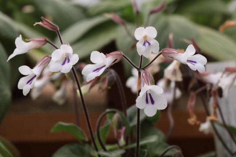 Asian Violet (Deinostigma tamiana): All You Need To Know