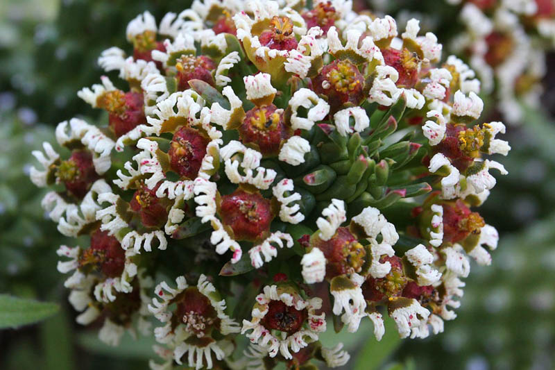Euphorbia caput-medusae (Medusa’s Head): All You Need to Know