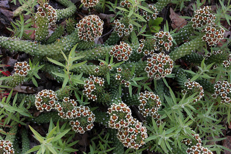 Euphorbia caput-medusae (Medusa’s Head): All You Need to Know