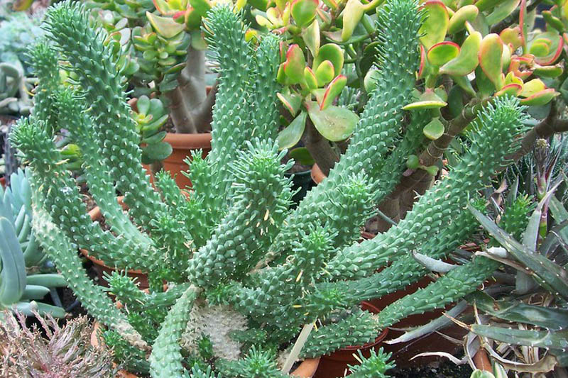 Euphorbia caput-medusae (Medusa’s Head): All You Need to Know