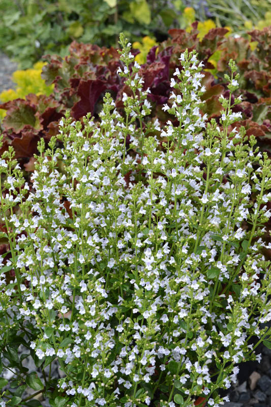 Calamintha nepeta 'Montrose White': All You Need to Know