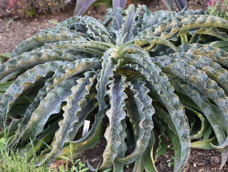 Mangave 'Dreadlocks': All You Need to Know