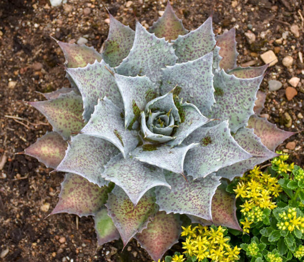 Mangave 'Sponge Paint': All You Need to Know