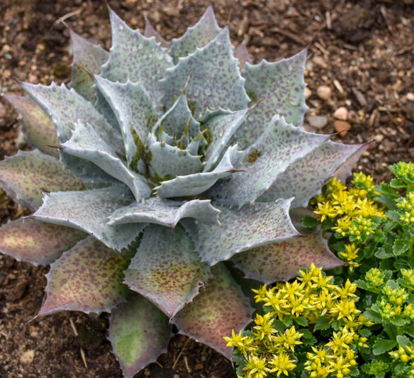 Mangave 'Sponge Paint': All You Need to Know