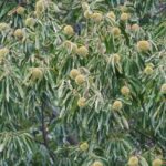 Castanea pumila (Dwarf Chestnut)