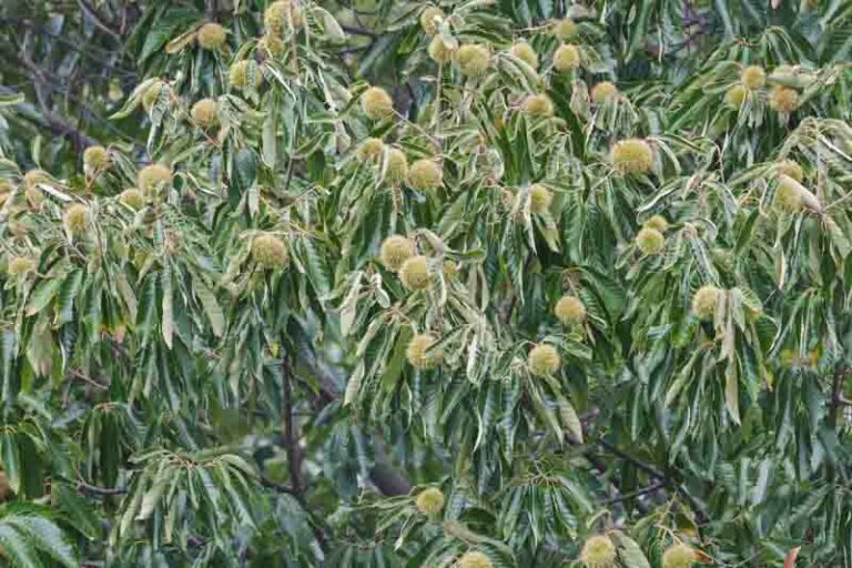 Chestnut: Why This Humble Nut Deserves a Comeback