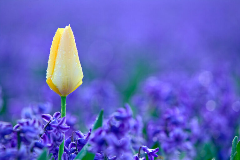 Yellow Tulips: The Sunny Stars of the Spring Garden