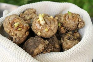 Why Is My Calla Lily Struggling? Common Issues and Solutions