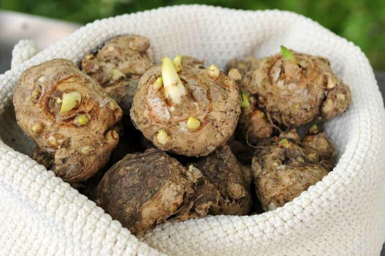 Why Is My Calla Lily Struggling? Common Issues and Solutions