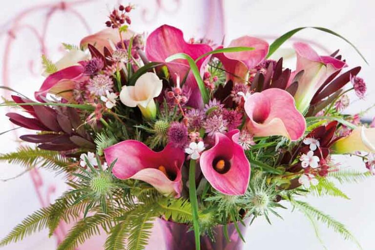 Pretty Calla Lily Flower Colors to Brighten Your Home and Bouquet