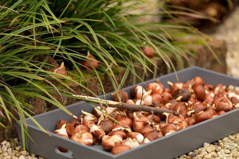 When To Plant Tulip Bulbs