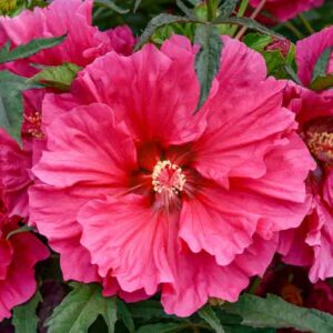 Hibiscus moscheutos 'Luna White' (Hardy Hibiscus): Key Facts