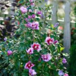 Hibiscus 'Watermelon Ruffles': All You Need To Know