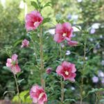 Hibiscus laevis (Halberd-Leaved Rose Mallow)