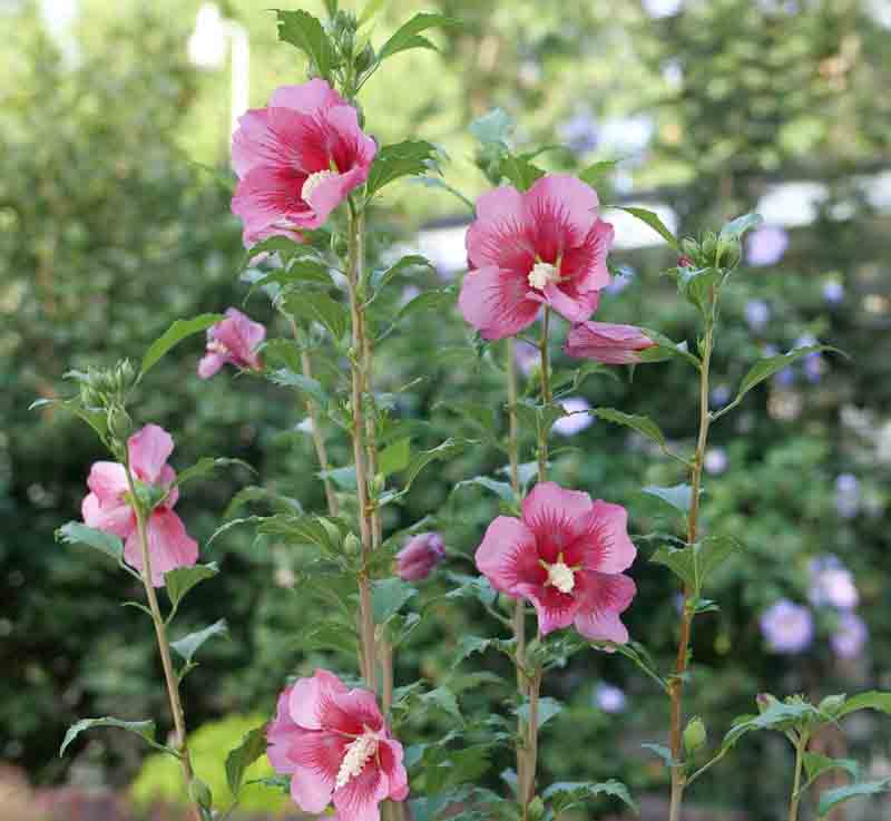 Hibiscus syriacus Red Pillar® (Rose of Sharon): Key Facts