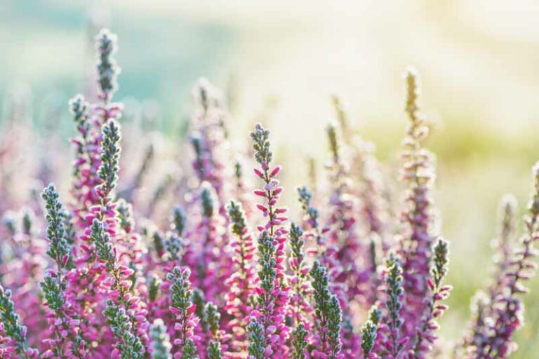 Calluna vulgaris 'Silver Knight' (Heather): All You Need To Know