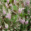 Calluna vulgaris 'Spring Torch' (Heather)