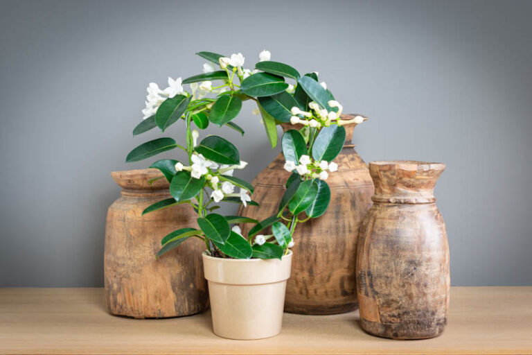30 Indoor Vining Plants for Every Home
