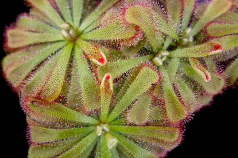 Drosera aliciae (Alice's Sundew): All You Need To Know