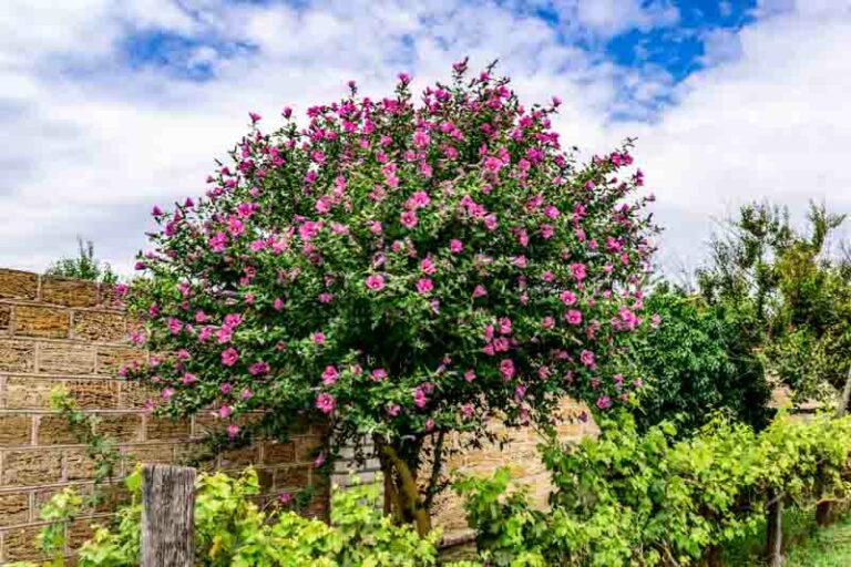Hibiscus Flower Colors to Add a Splash of Beauty to Your Garden