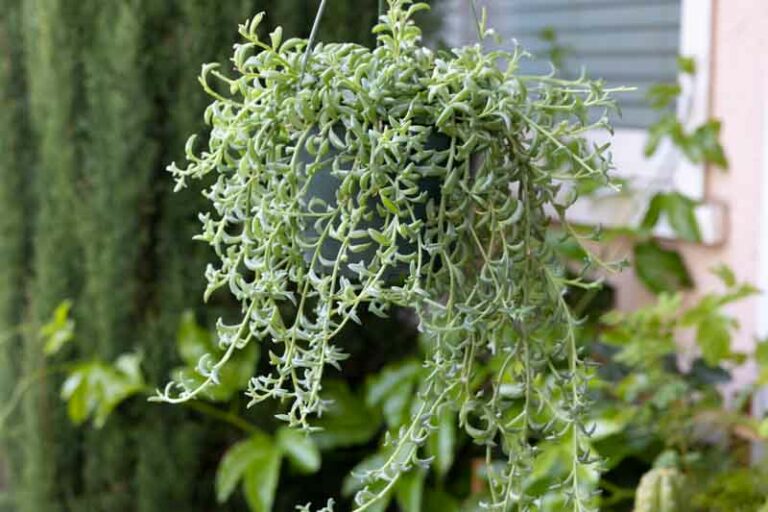 String of Dolphins (Senecio peregrinus): All You Need To Know