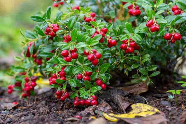Best Evergreen Shrubs and Trees With Brilliant Red Berries