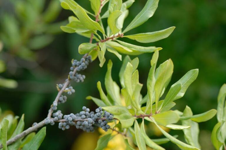 Northern Bayberry (Myrica pensylvanica): All You Need To Know