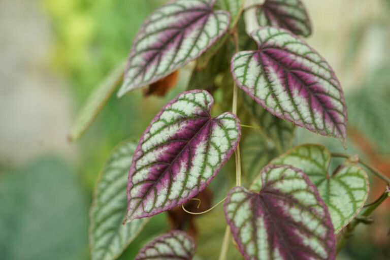 Rex Begonia Vine (Cissus discolor): All You Need To Know