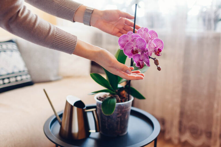 How to Water Orchids for Long-Lasting Blooms