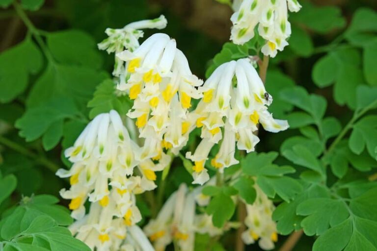 Corydalis ochroleuca (White Corydalis): All You Need To Know
