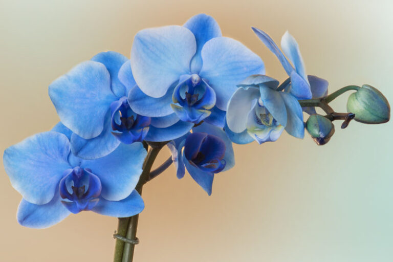 Blue Orchid: Natural Wonder or Artistic Illusion?
