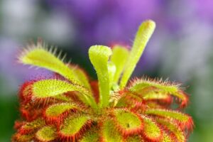 Drosera (Sundew): Carnivorous Plant Wonders