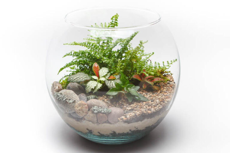 Open Terrarium 101: Maintenance, Plants, and More