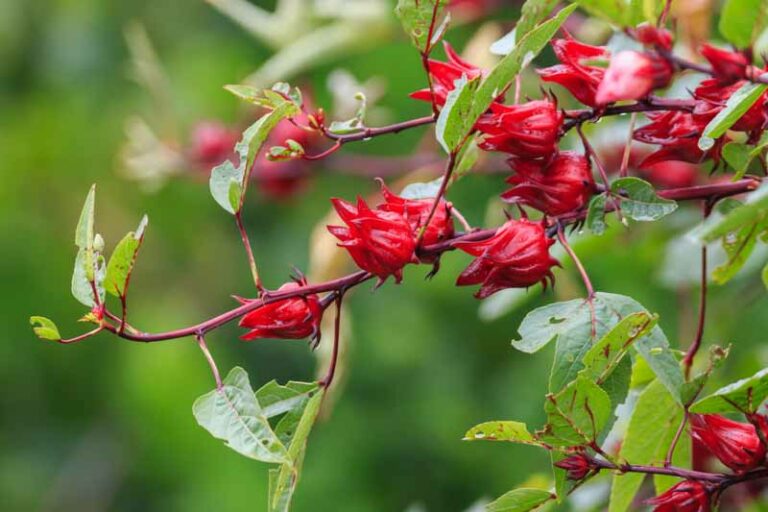Roselle (Hibiscus sabdariffa): All You Need To Know
