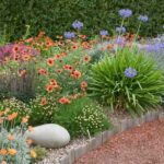 Gaillardia pulchella (Firewheel)