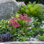 Primrose Primula How To Grow And Care With Success