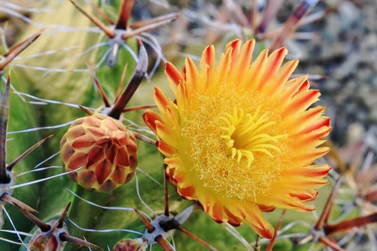 Barrel Cactus (Ferocactus): A Desert Survivor