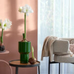 Amaryllis 'Sweet Nymph' (Hippeastrum)